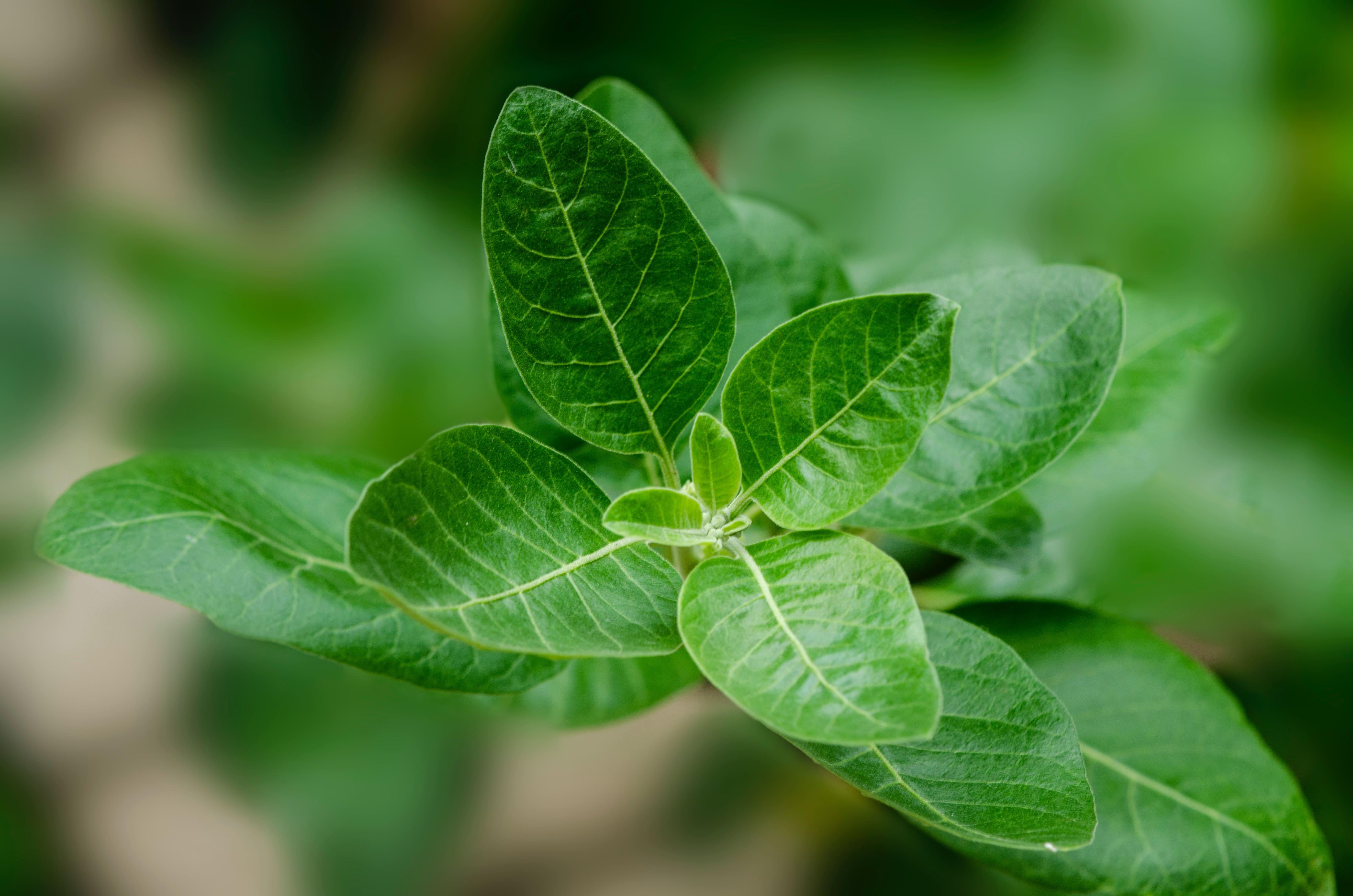 Ashwagandha Vs CBD Which Is Better Medical Mikes ashwagandha-vs-cbd-which-is-better-medical-mikes